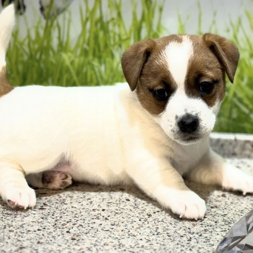 Джек-рассел-терьер, щенок