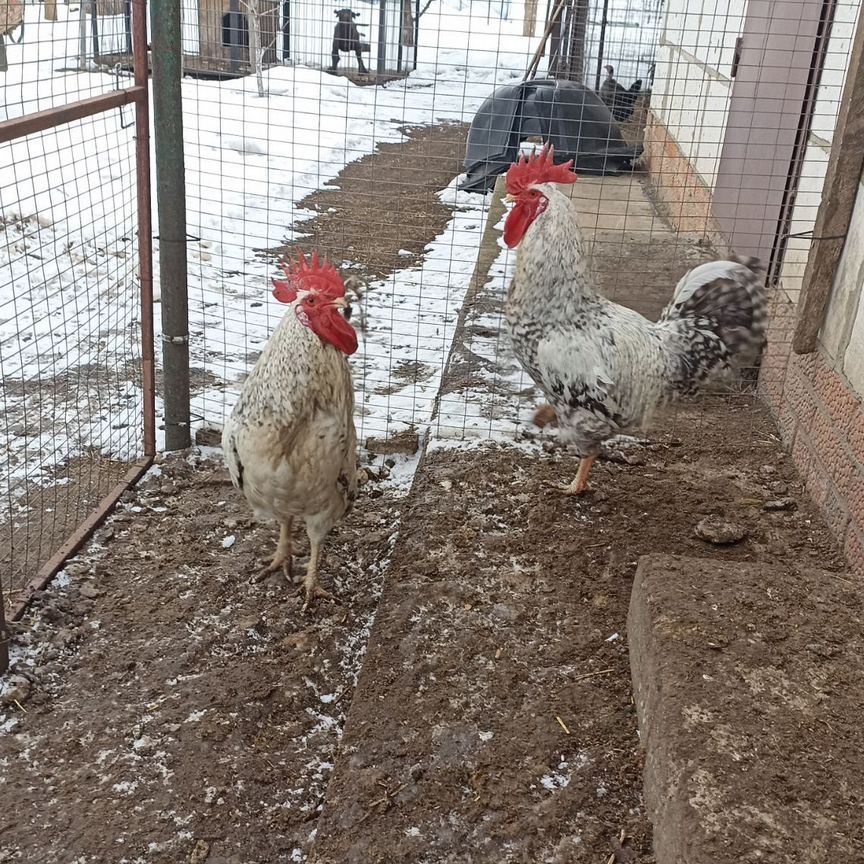 Петухи Барковские