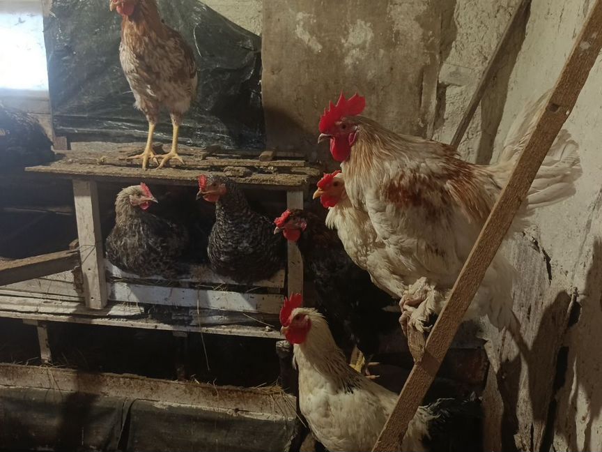 Петушки домашние