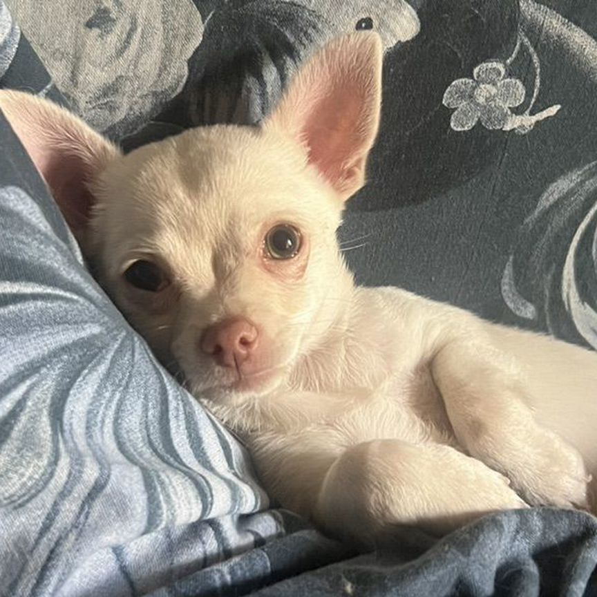 Продается щенок чихуахуа