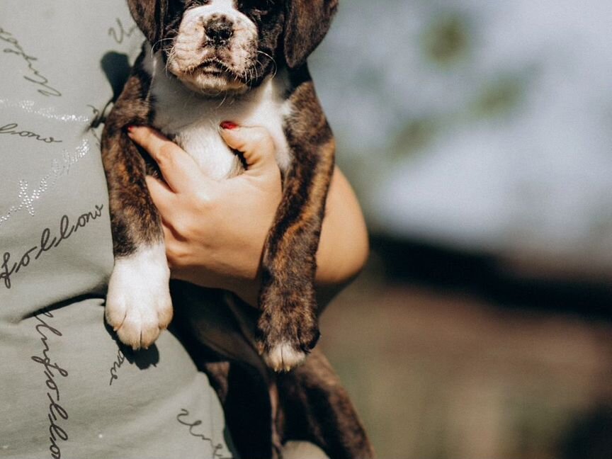 Настоящие боксёры