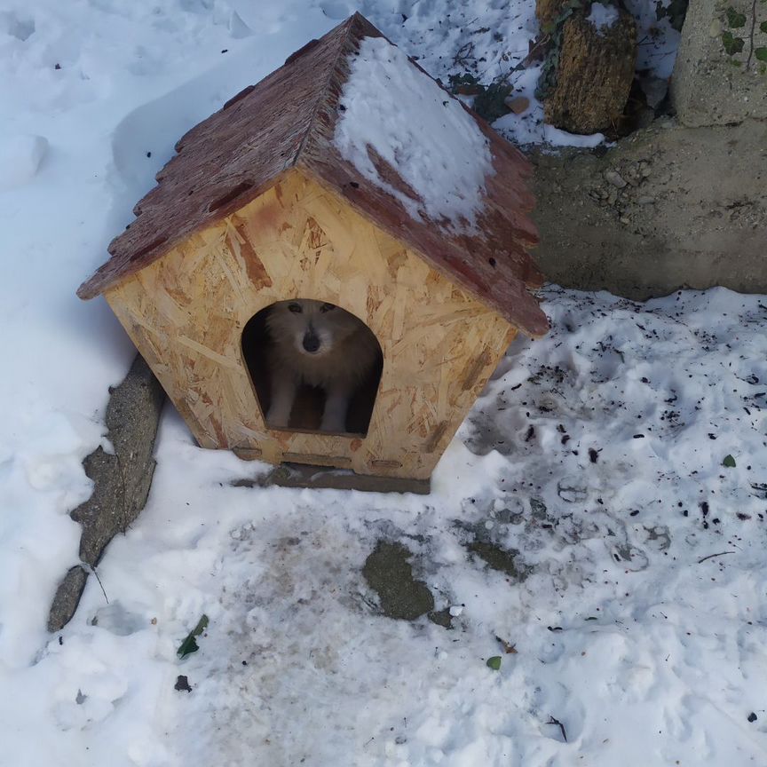 Домик для собаки