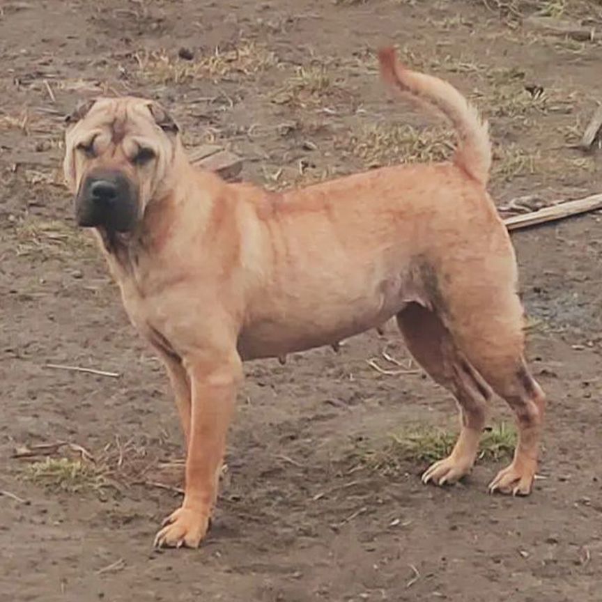 Шарпей в добрые руки