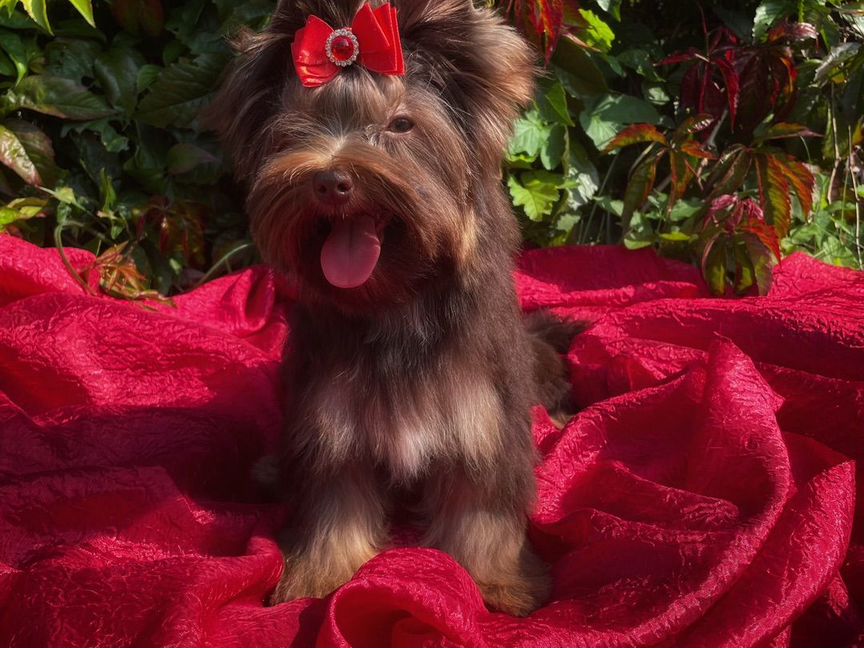 Шоколадный йорк,девочка