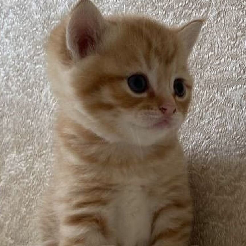 Шотландский вислоухий короткошёрстный котёнок