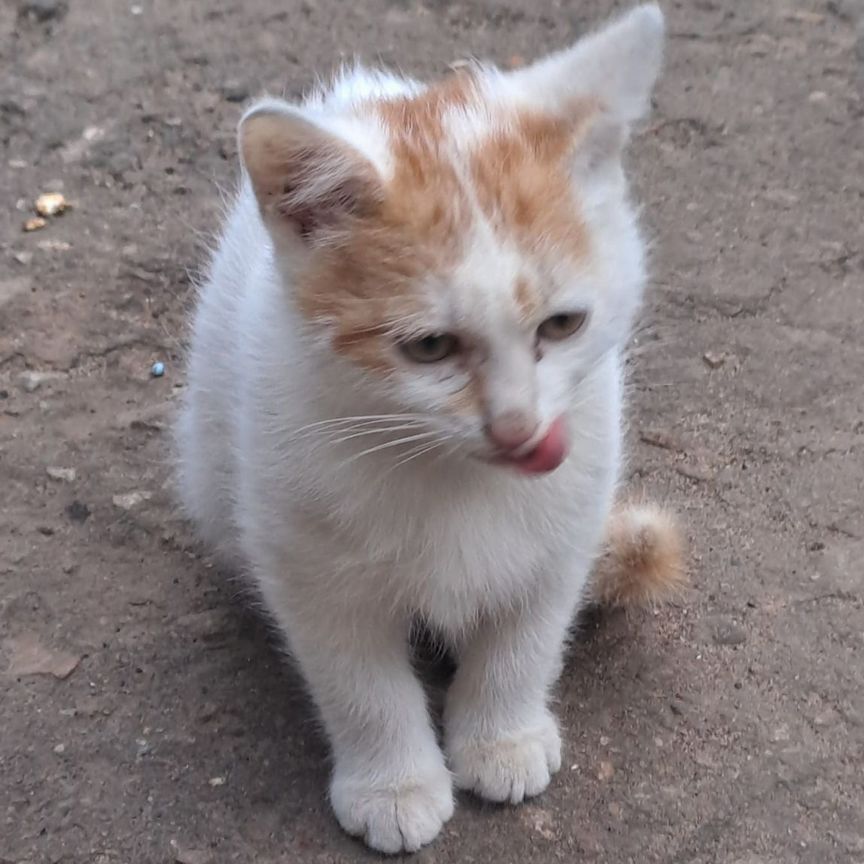 Котенок оставлен у мусорки. Мама, семья, куратор