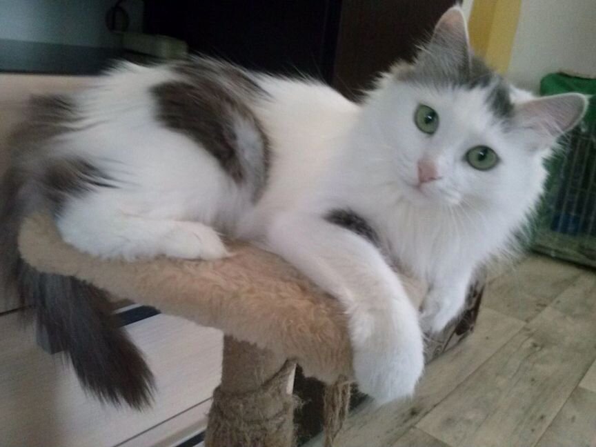 Кошечка в добрые руки