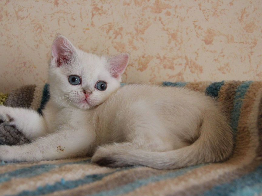 Айсик - серебристая шиншилла-пойнт котик