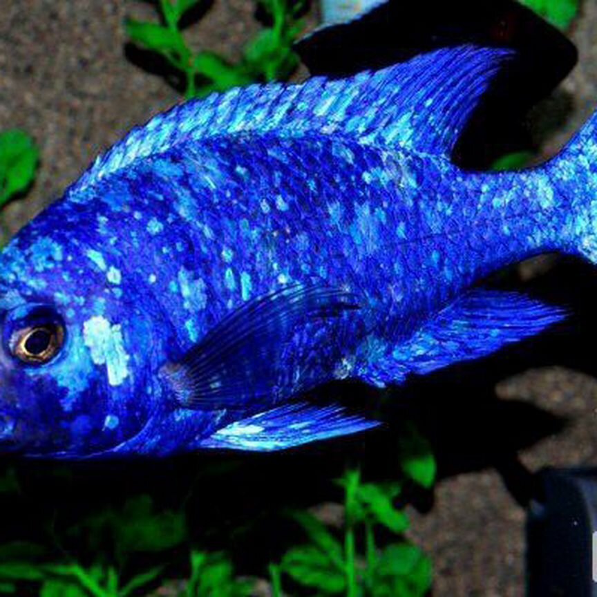 Фенохилус Танзания 20 шт