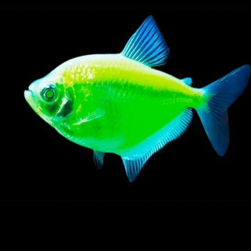 Аквариумные рыбки