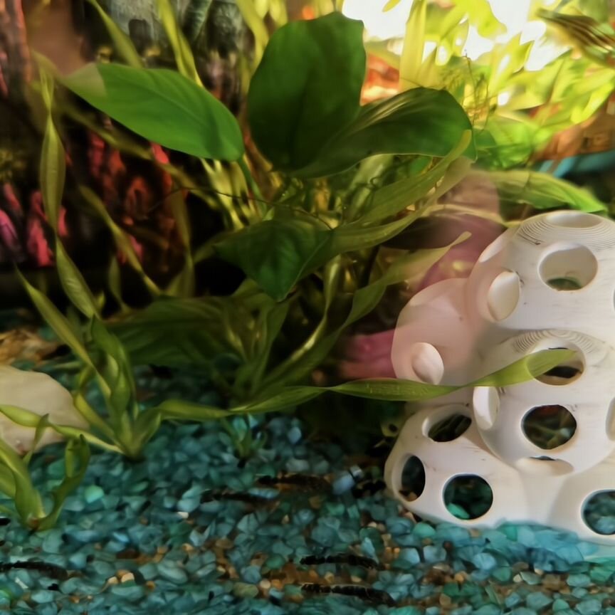 Аквариумные рыбки, сомики