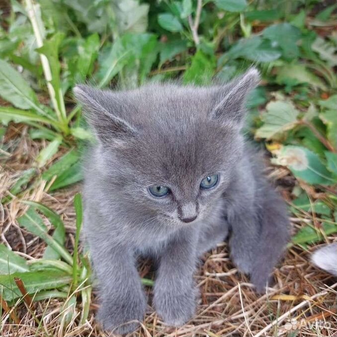 Котята в саду никому не нужны