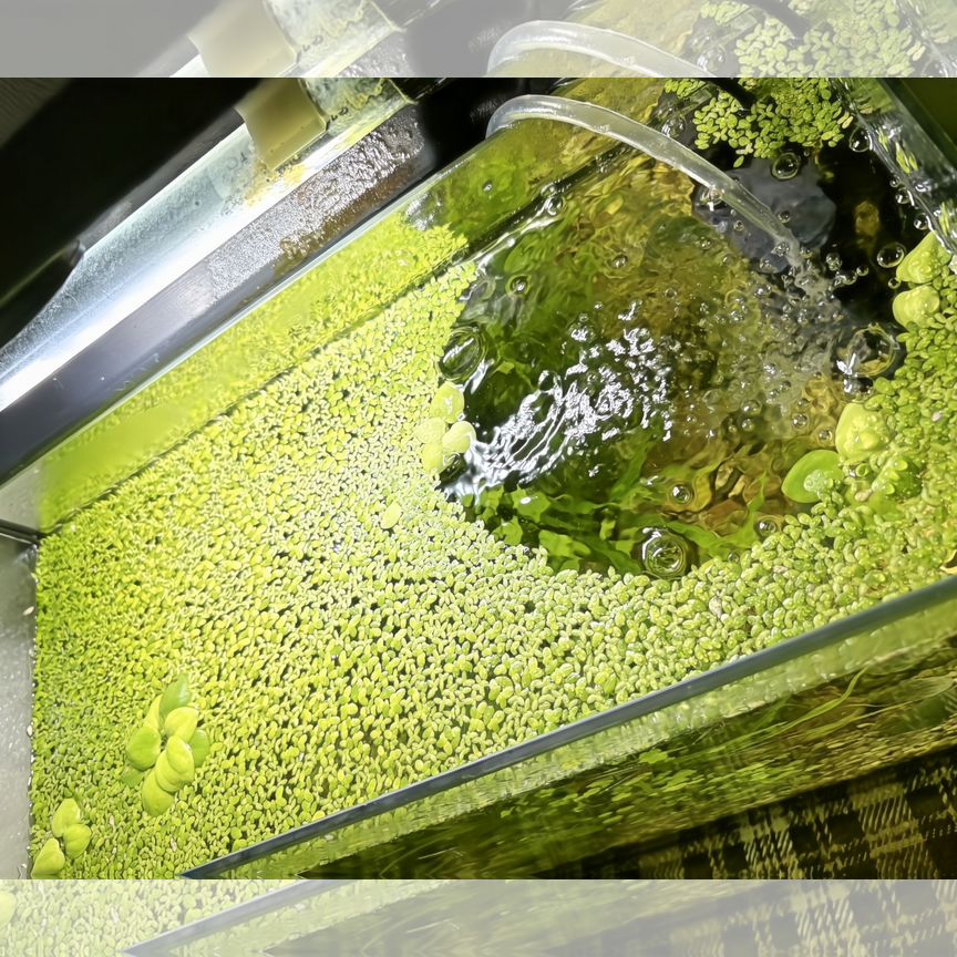 Ряска для аквариума