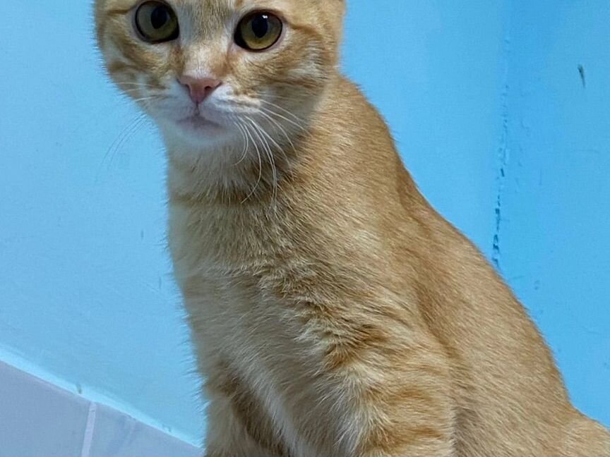 Котенок в добрые руки