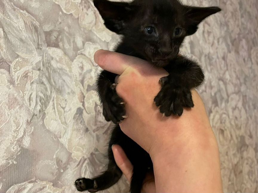 Ориентальные котята