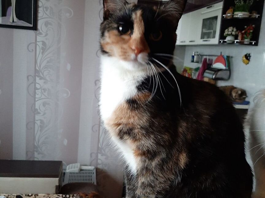 Доброму котенку нужен дом