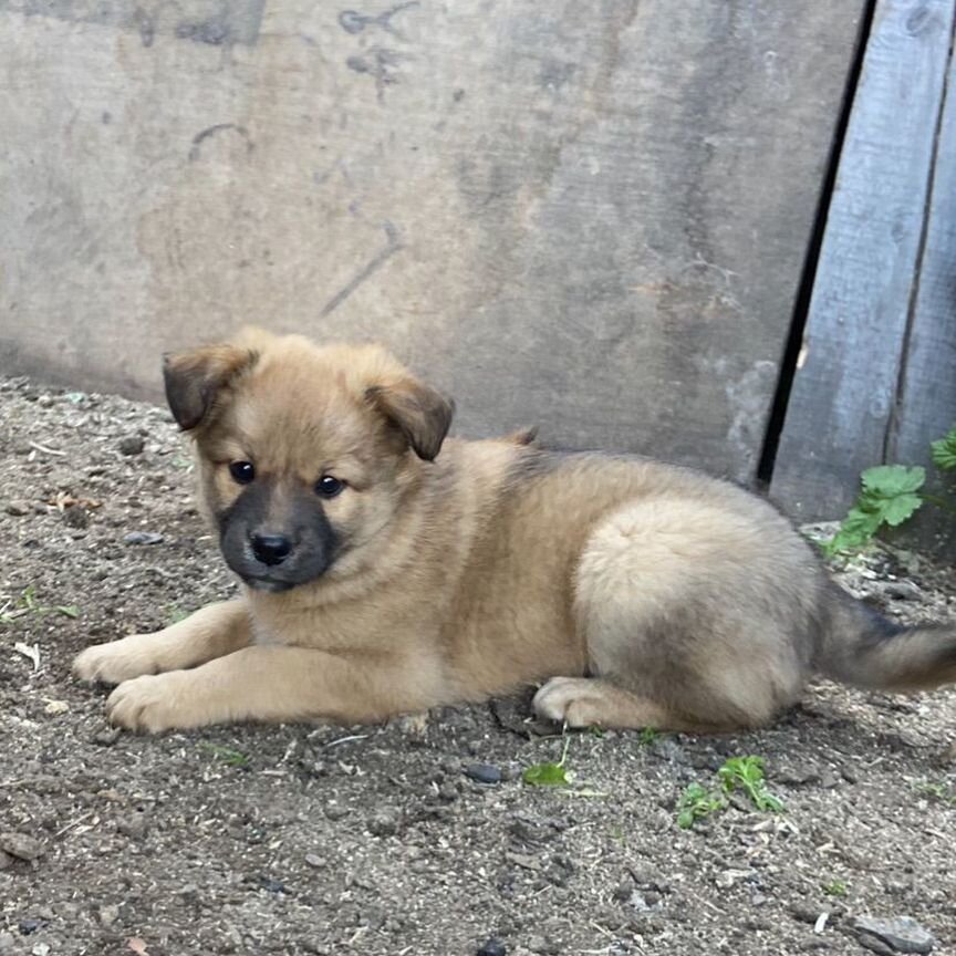 Классные щенки в надежные руки