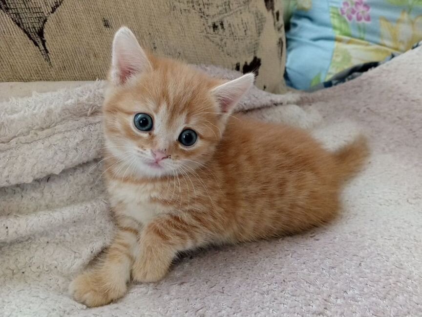 Кошечка