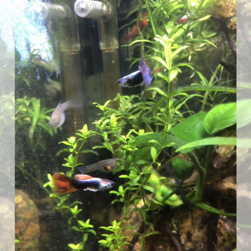 Аквариумные рыбки гуппи