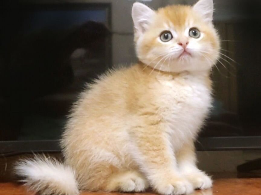 Забавнейший британский малыш