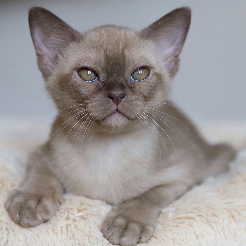 Европейский бурманский котёнок