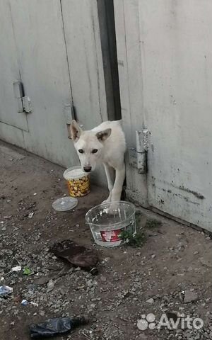 Щенок мальчик 4 месяца с доставкой