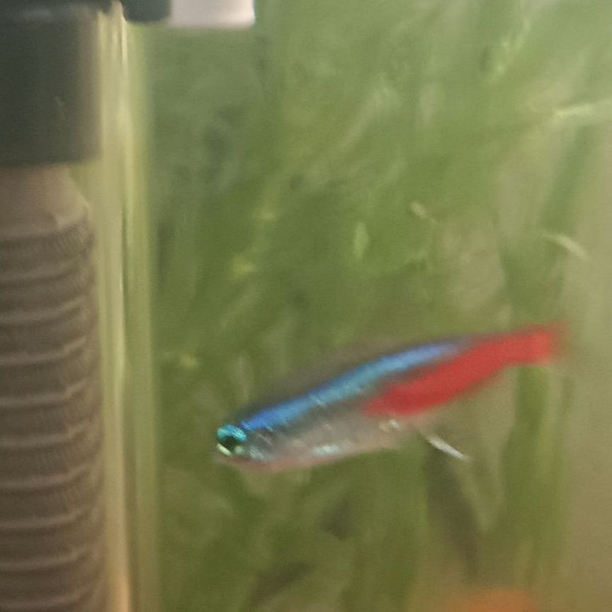 Аквариумная рыбка неон в наличии две штуки