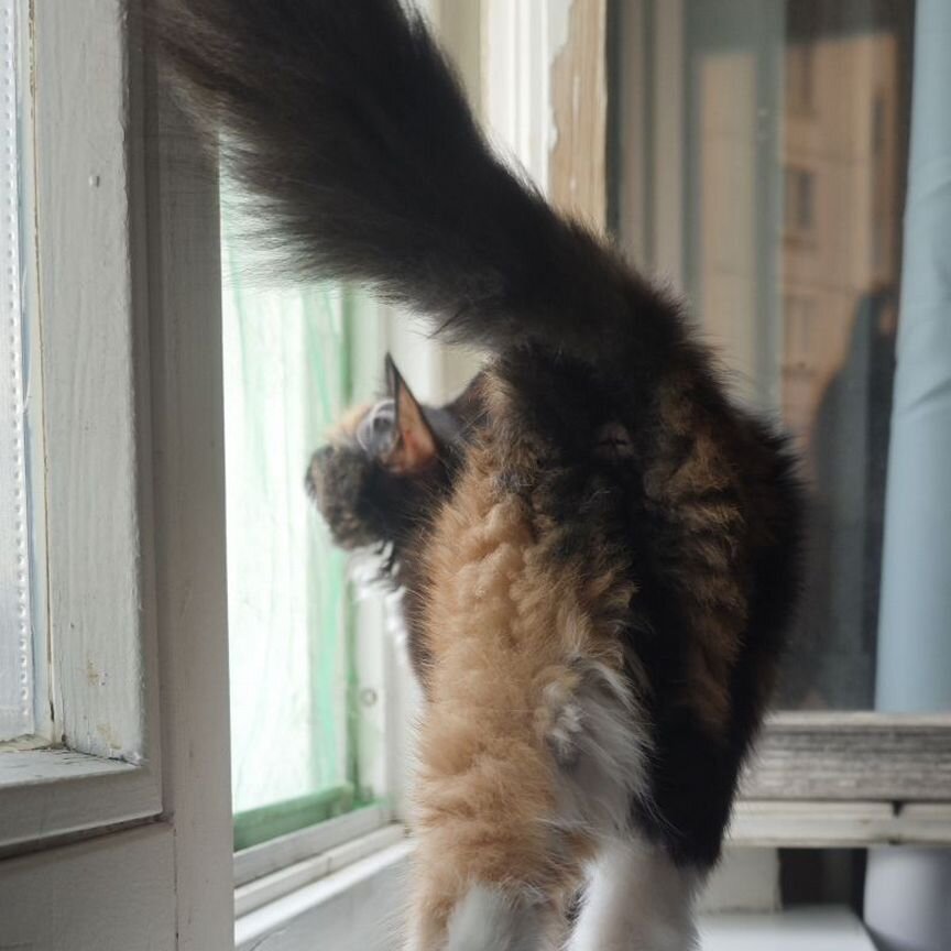 Отдам котенка