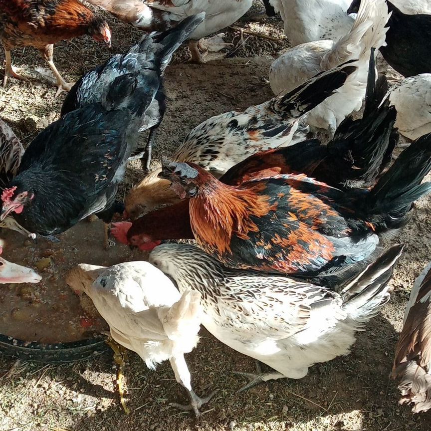 Куры молодки несушки