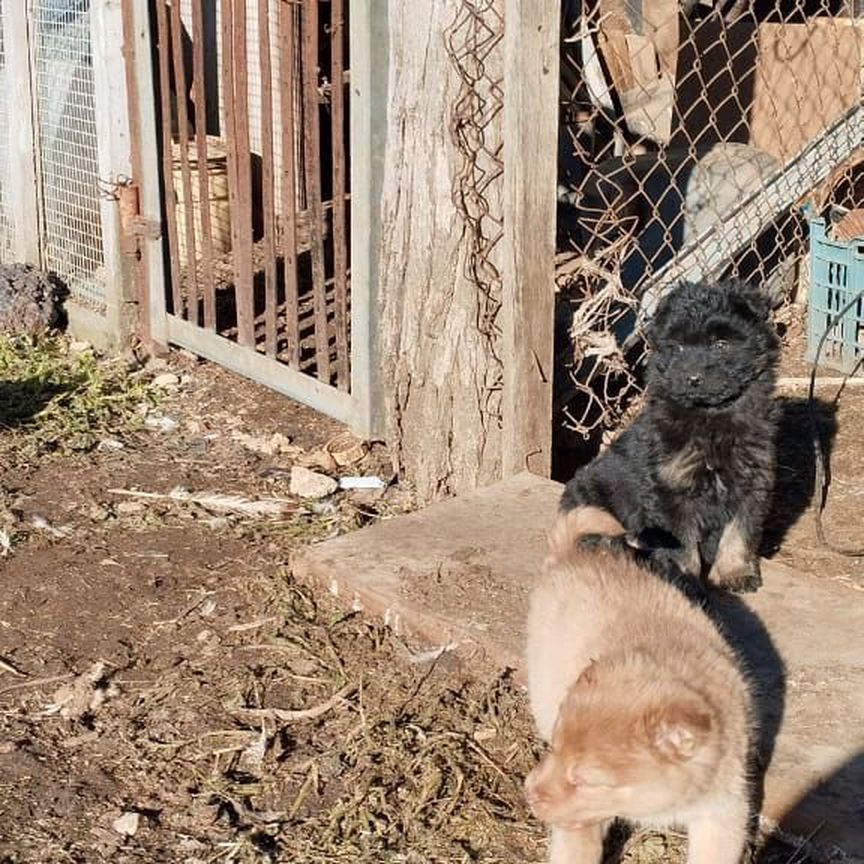 Продам щенят