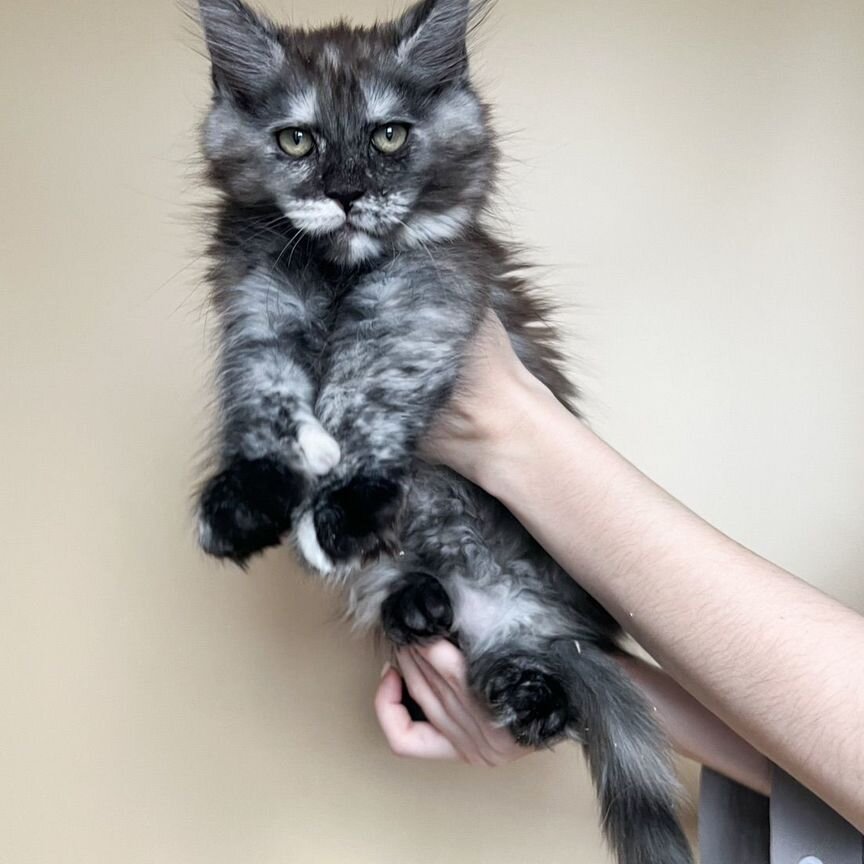 Мейн-кун котенок