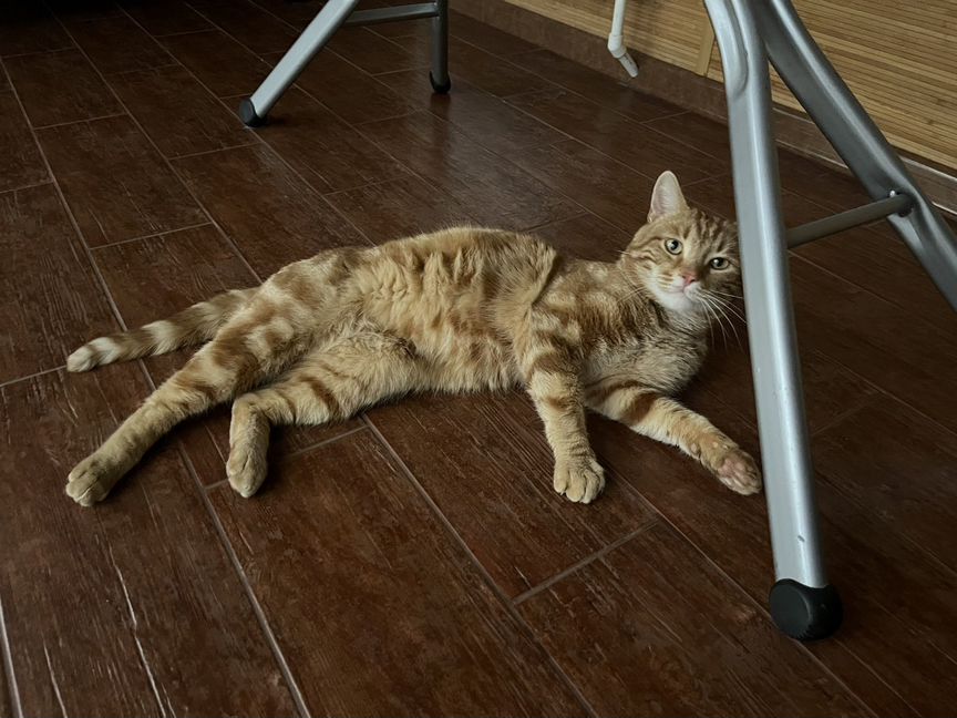 Кот-вокалист