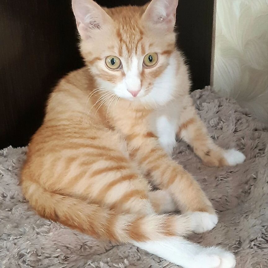 Котёнок рыжий в добрые ручки