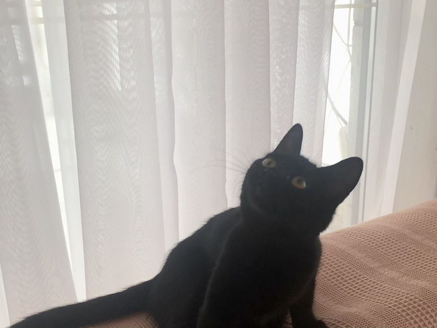 Кошечка Ночька