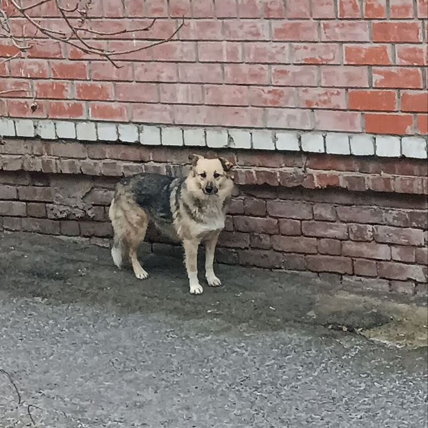 Собачка в добрые руки