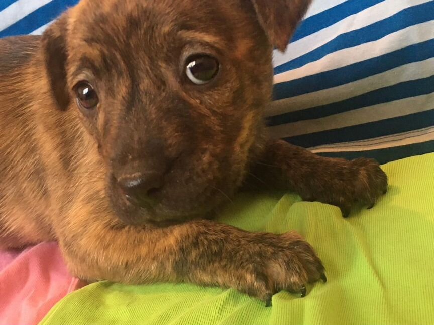 Щенок хочет стать вашим другом