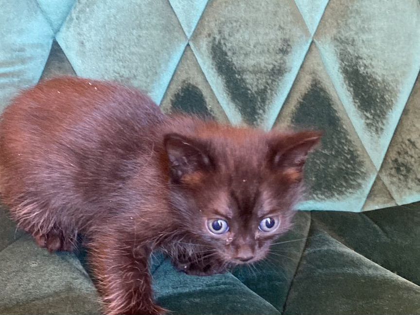 Кошка