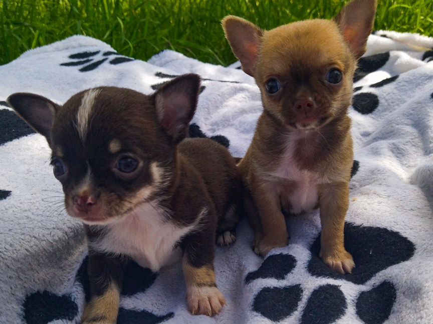 Щенки чихуахуа