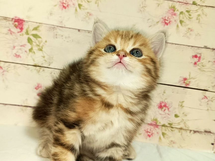 Шотландские котята