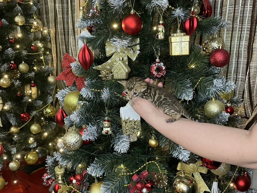 Бенгальские котята