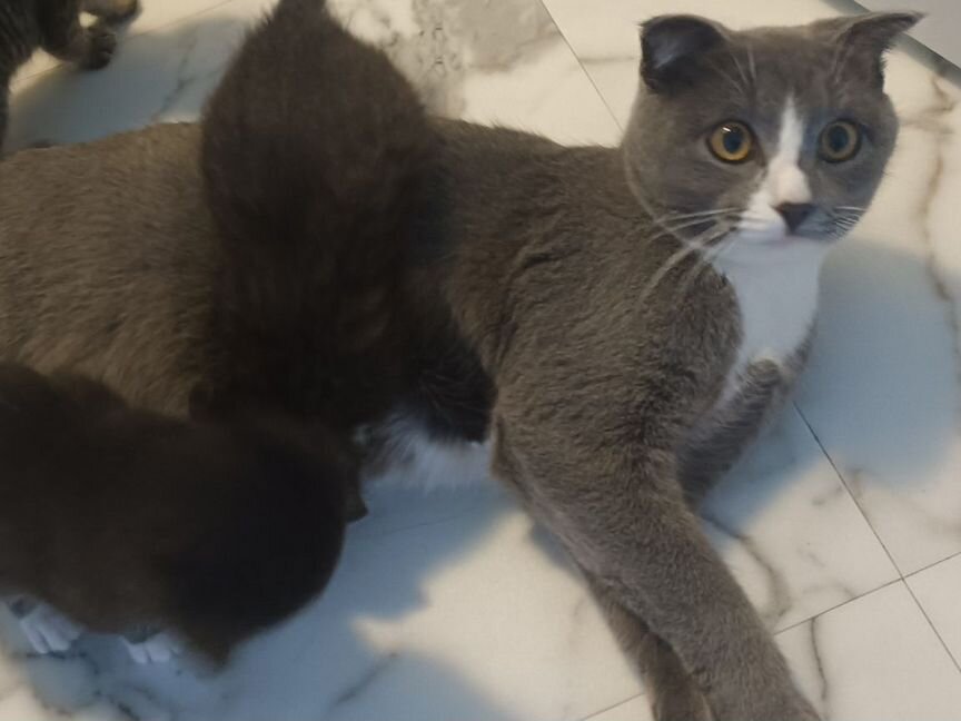 Котята помесь вислоухая мама папа обычный