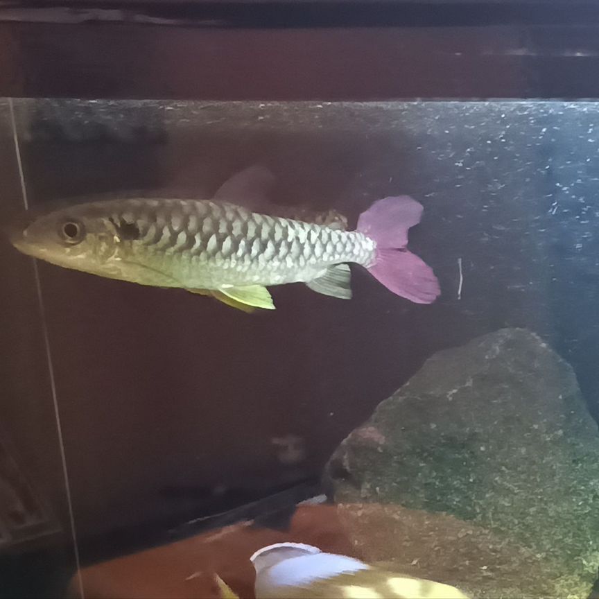 Бесплатно. Хальцеус желтоплавничный