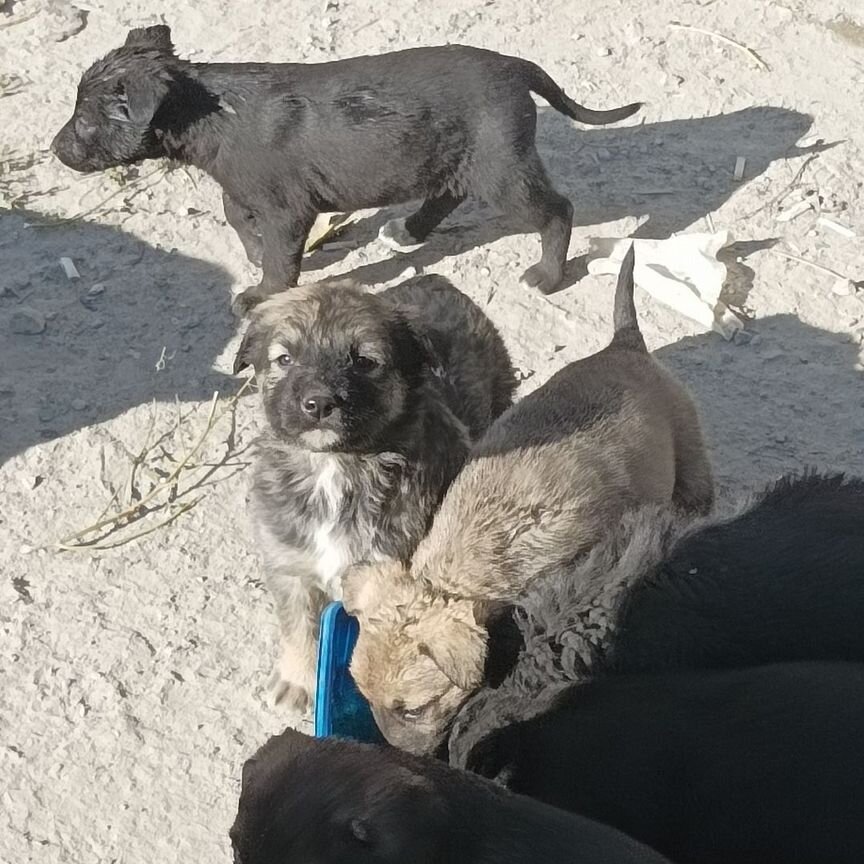 Щенки в добрые руки