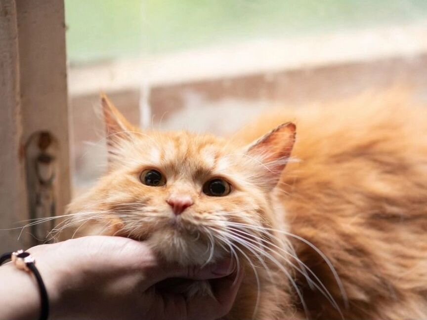 Рыжая кошка ищет дом
