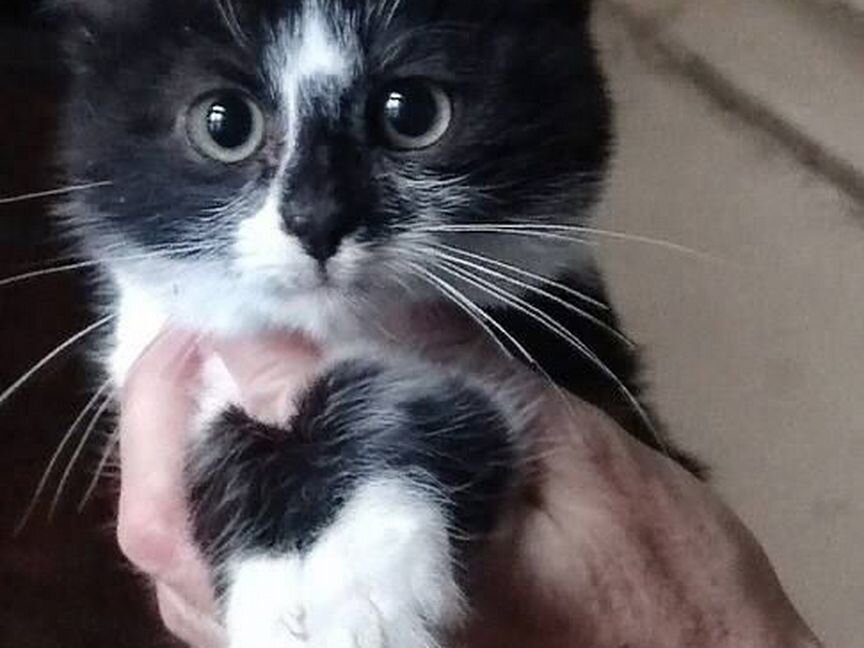 Черно-белая девочка в лучшие руки