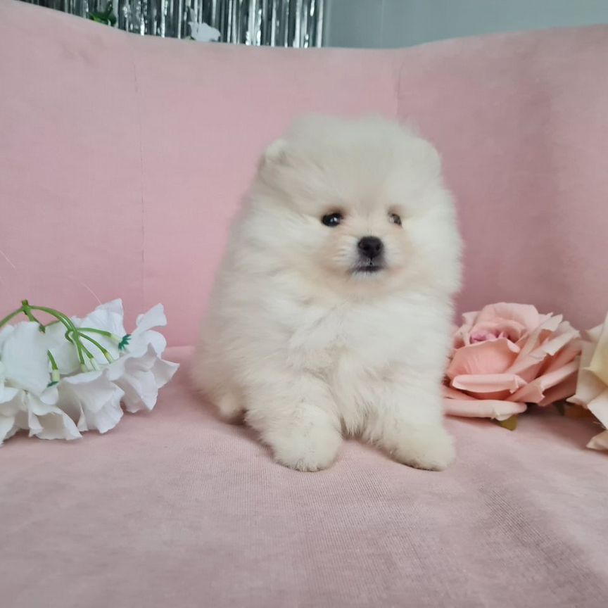 Померанский шпиц