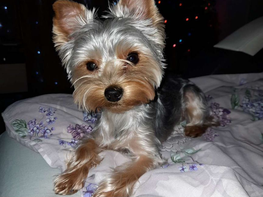 Йоркширский терьер вязка