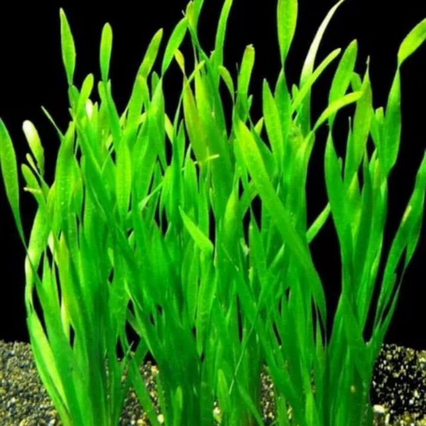Аквариумное растение