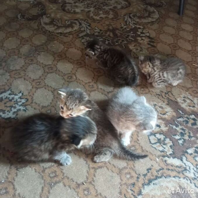 Молочные котята. Мама "майкун" Папа х. знает кто