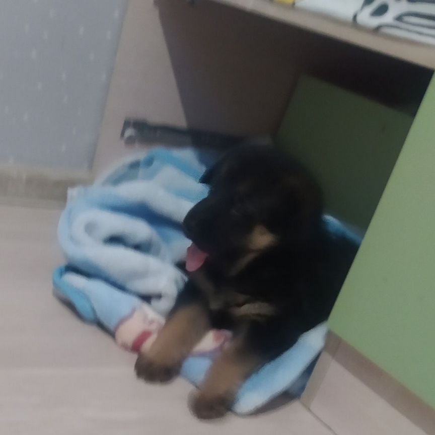 Немецкая овчарка, щенок